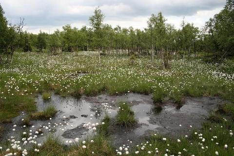Bažina | Aktuálně.cz
