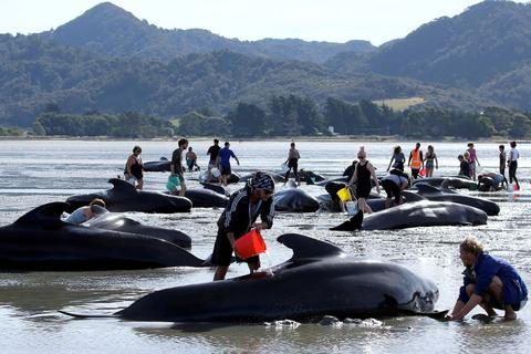 Wellington | Aktuálně.cz