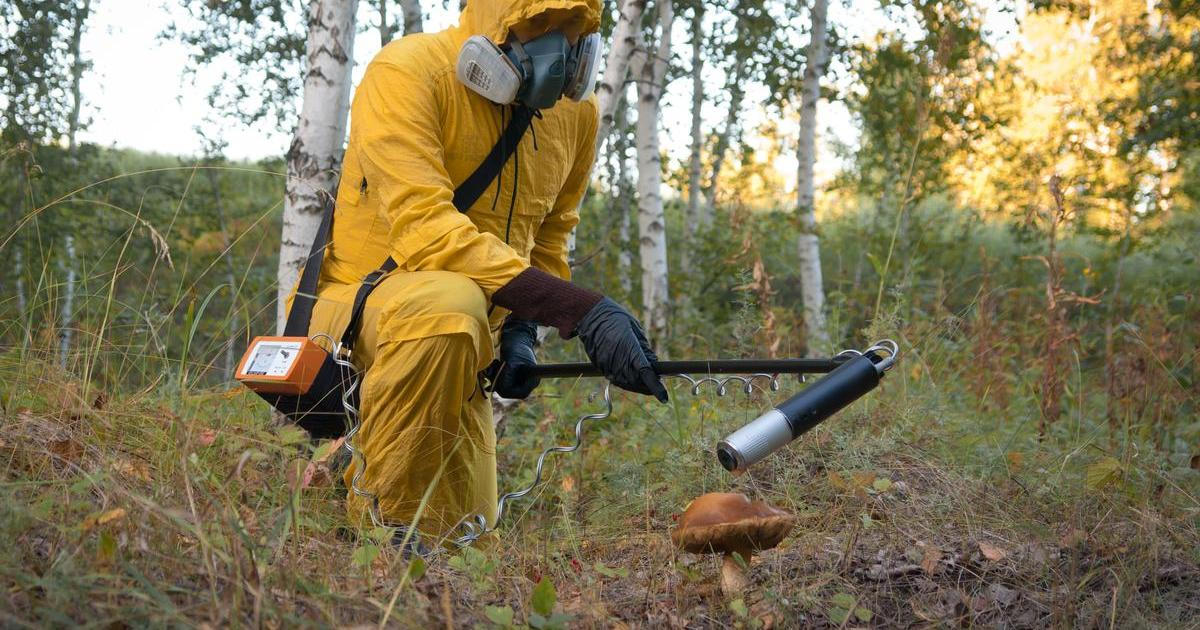 Houby žeroucí radiaci a černé žáby. Když evoluce poráží jadernou ...