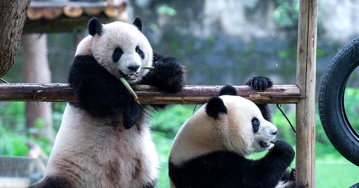 Minuta s pandou: Tokio se hrnulo do zoo, než pandy zmizí zpět do Číny ...
