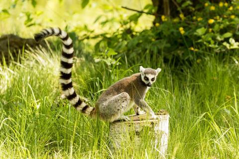 Madagaskar – Aktuálně.cz